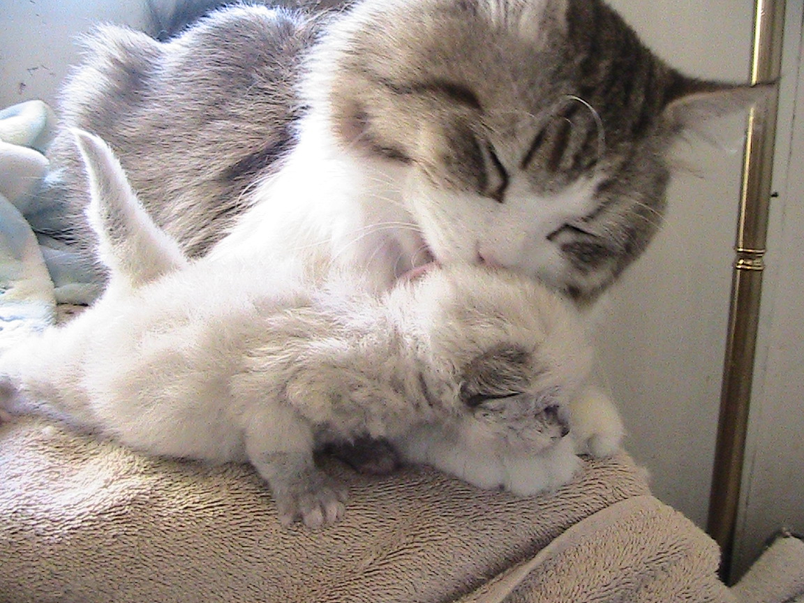 Kittens - Blest By God Siberian Cattery and Siberian kittens