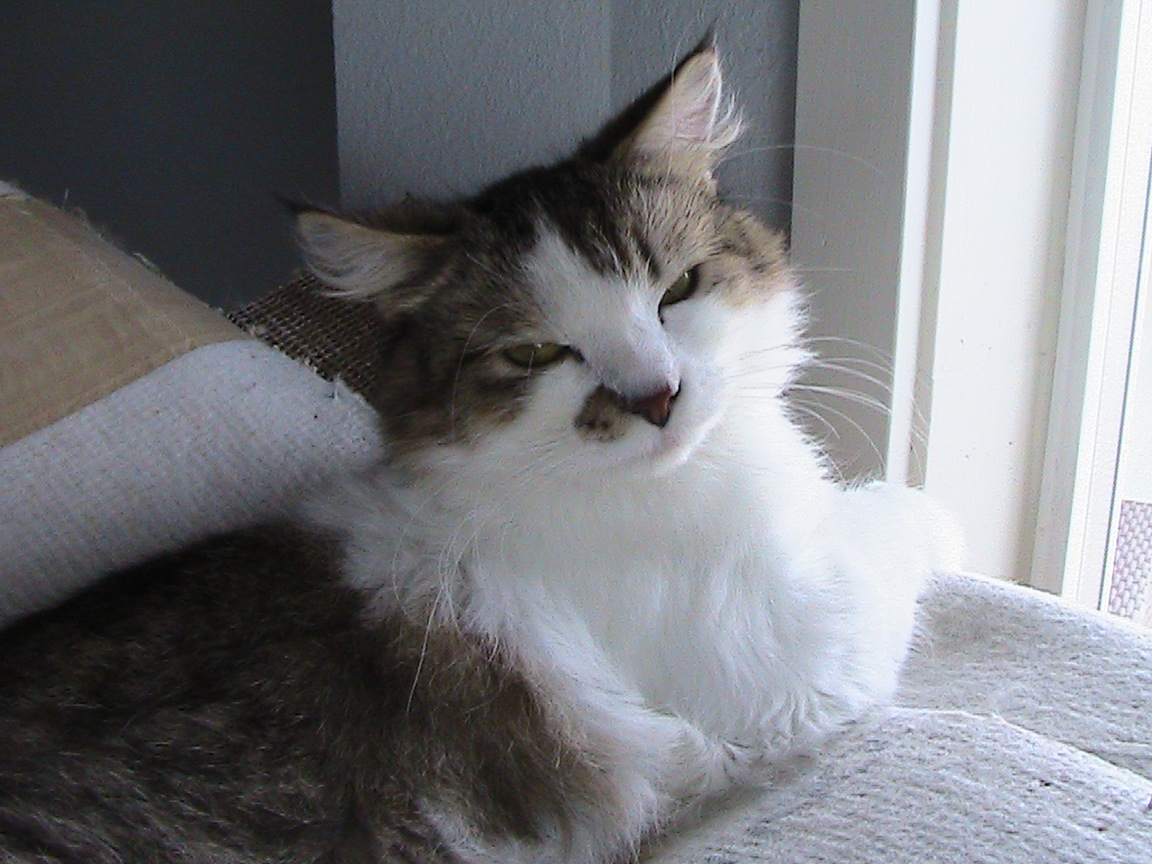 Kittens - Blest By God Siberian Cattery and Siberian kittens