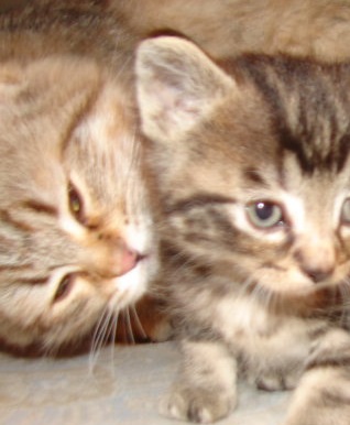 Kittens - Blest By God Siberian Cattery and Siberian kittens